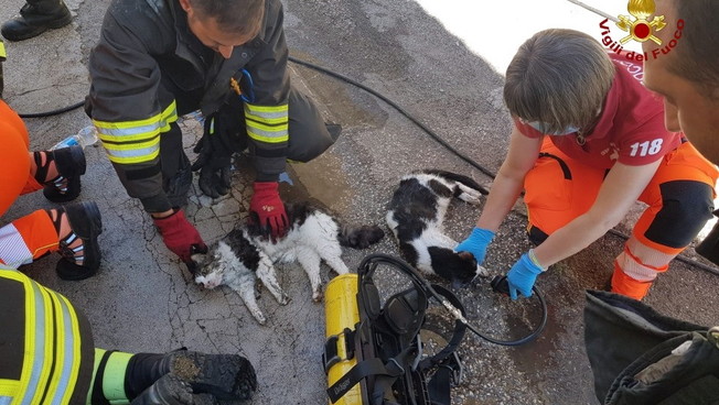 Cani e gatti imprigionati in casa nell'incendio rianimati dai vigili ...