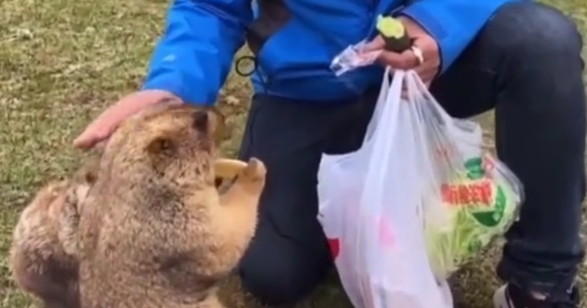 Castoro goloso! Cosa non si fa per un pasto gratis... – Il Tempo