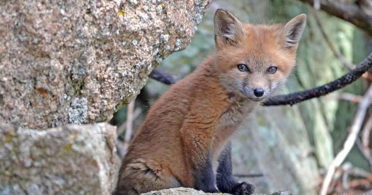 Tutti a cena con la volpe. Un paesino del Molise ha adottato l'animale ...
