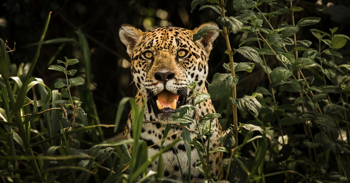 In Argentina salvano il giaguaro ma deve re-imparare a cacciare e ...