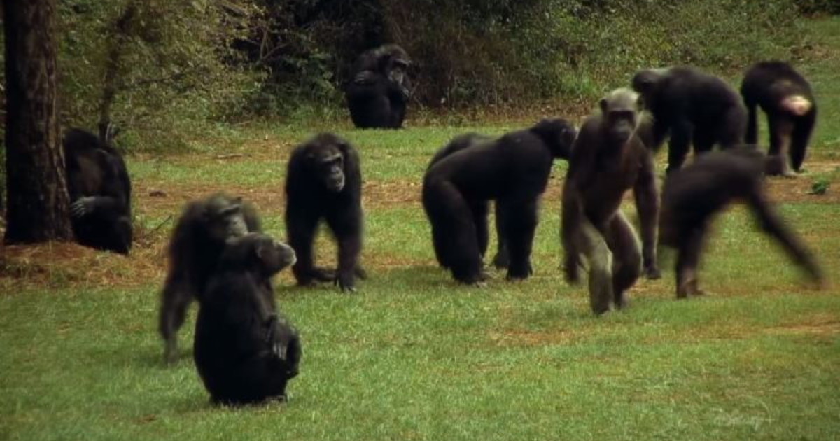 Trailer di Vita da scimpanzé, viaggio straordinario nella natura – Il Tempo