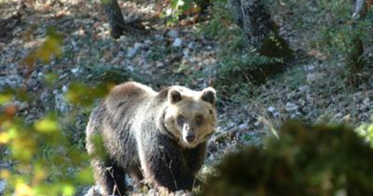 Dalla carne alla frutta: il menù dell'orso bruno. Cosa mangia – Il Tempo