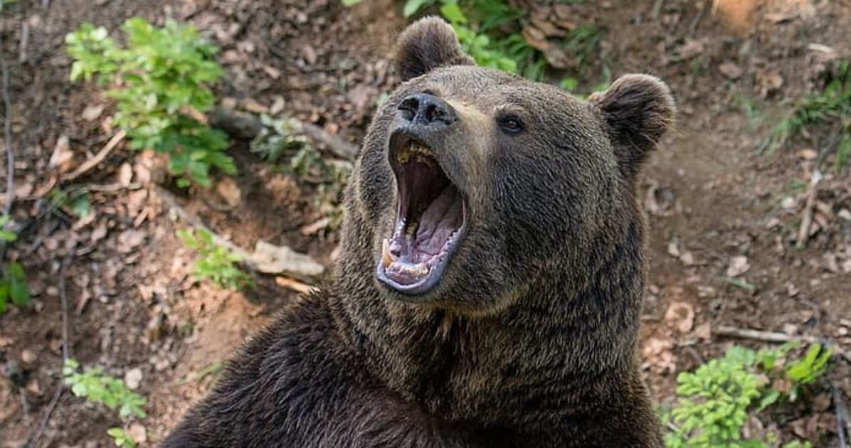 L'orso non lo riconosce perché ha la mascherina e lo sbrana. Tragedia ...