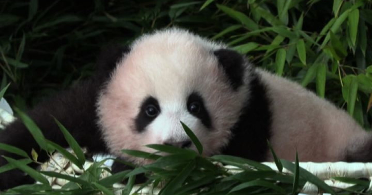 Svelato Fu Bao, il primo panda nato in Corea del Sud – Il Tempo