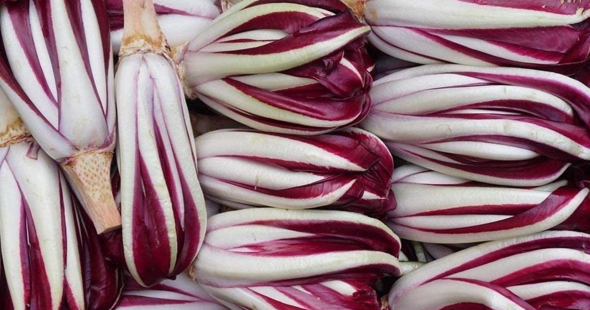 Tempo di radicchio, il fiore d'inverno – Il Tempo
