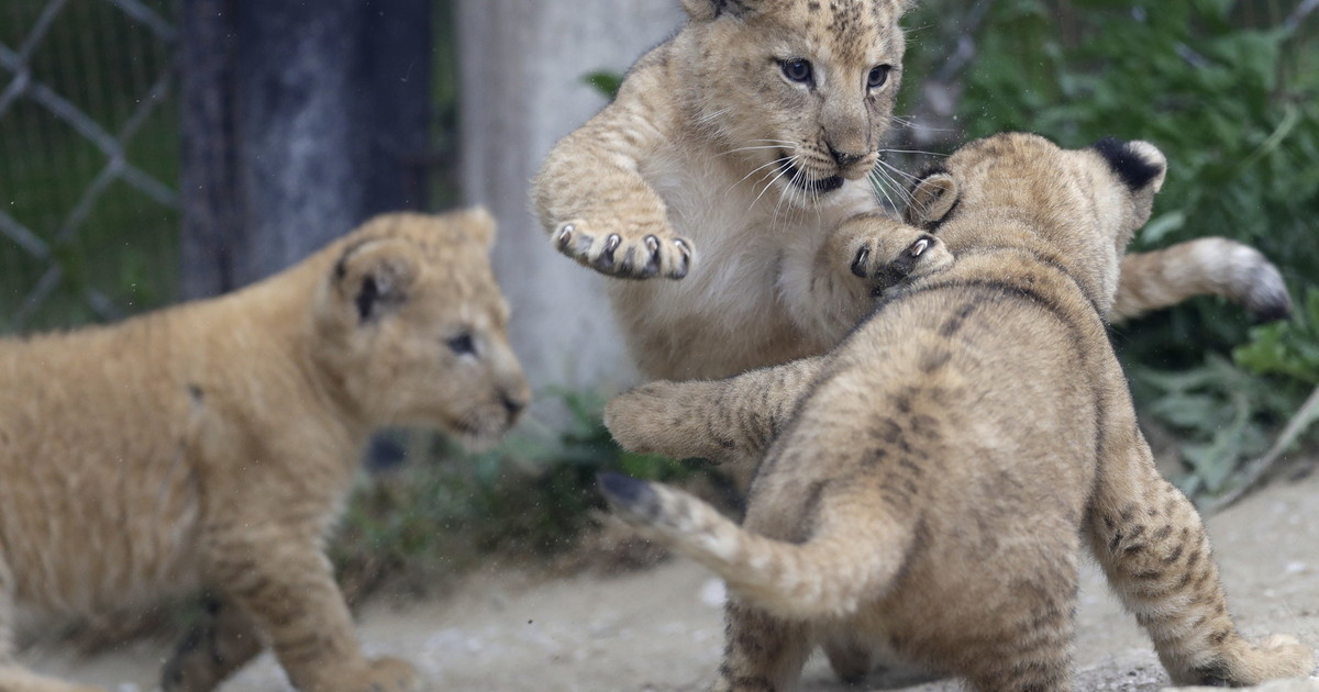 Positivi al Covid sei leoni e tre tigri allo zoo di Washington – Il Tempo