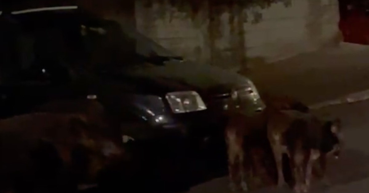 Roma, invasione bestiale: la mandria di cinghiali in via Fani pascola ...