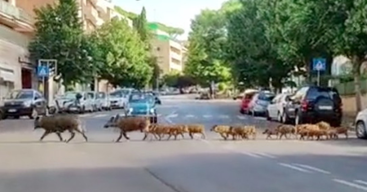 Perché ci sono i cinghiali a Roma, Guido Crosetto umilia il sindaco ...