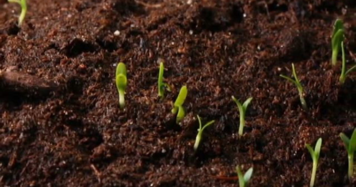Rifiuti: bioplastica con umido, compost di qualità e buon prezzo – Il Tempo