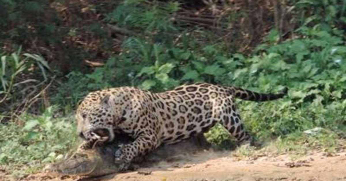 I cuccioli di giaguaro trovano casa – Il Tempo