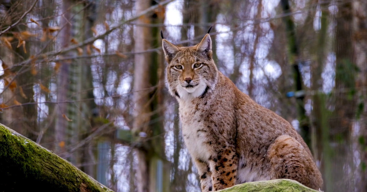 Al via un progetto per salvare la lince – Il Tempo