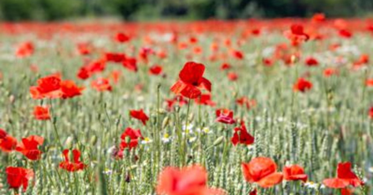 Farmaci, nella Milano del '600 papavero da oppio sedativo, antidolore e antitosse – Il Tempo