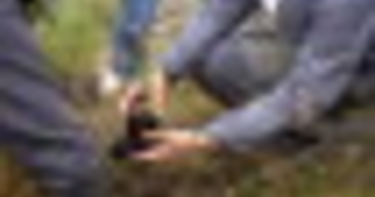 Foresta degli Innovatori, 1000 alberi piantati: riforestare Dolomiti – Il Tempo