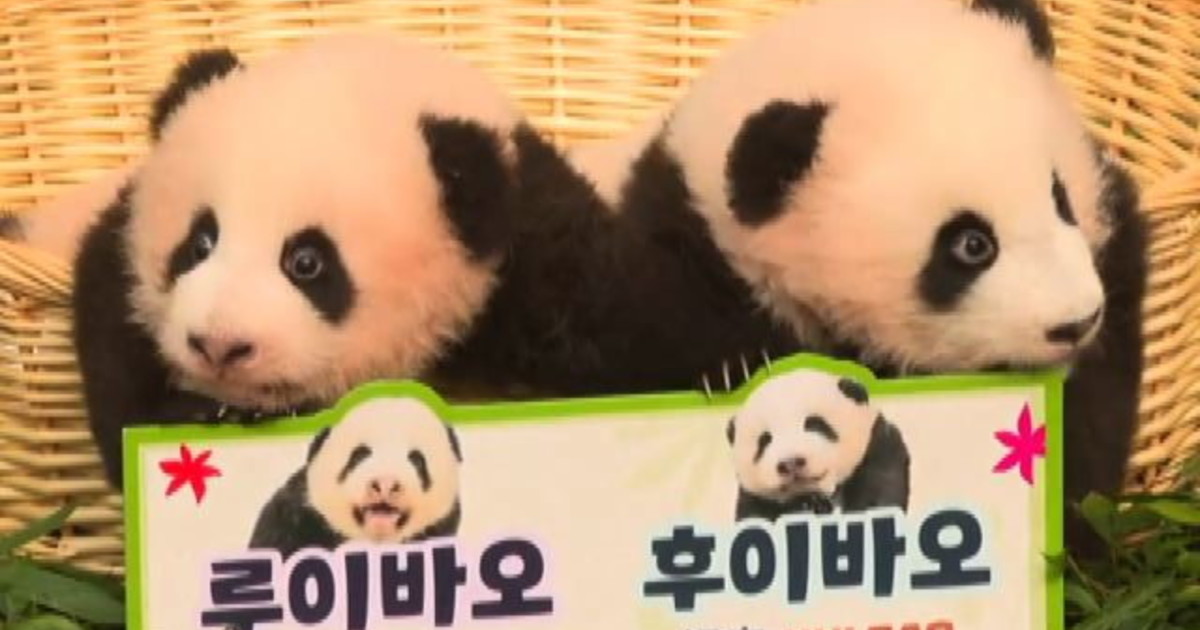 Le gemelline di panda Rui Bao e Hui Bao fanno impazzire la Corea – Il Tempo