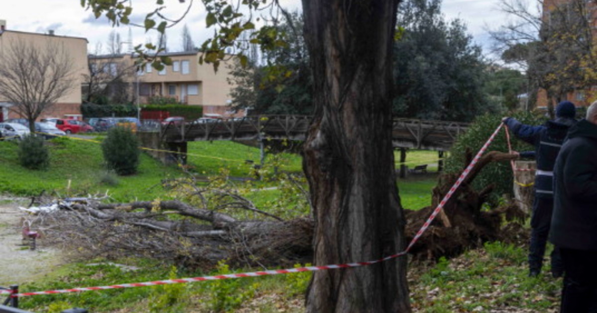Colli Aniene, albero cade e uccide una donna: ferita l'amica, illesi i ...