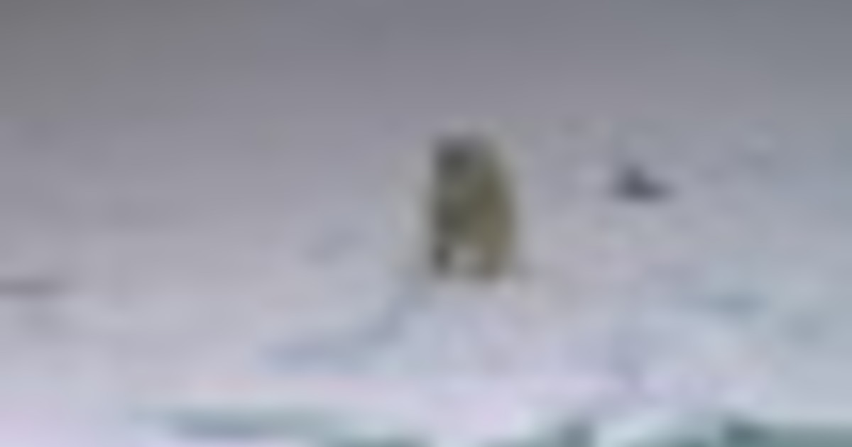 Un bestiario per gli umani: Frank Westerman nelle regioni polari – Il Tempo