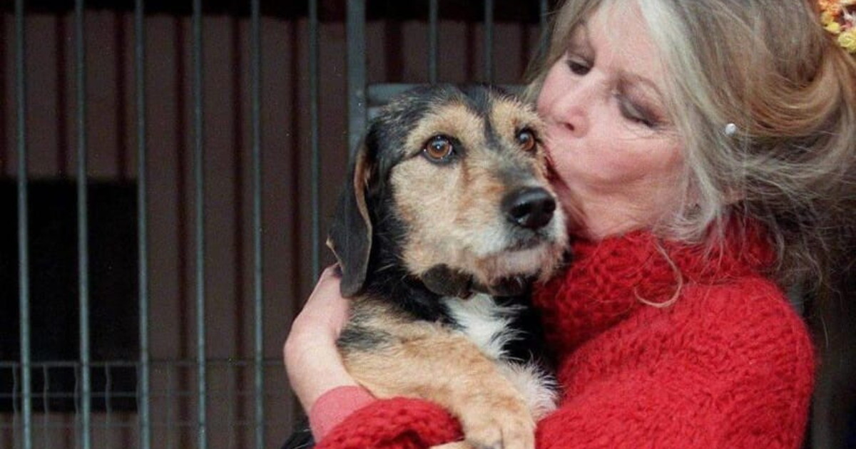 Brigitte Bardot uccisa da un tumore Il marito | Troppa sofferenza ...